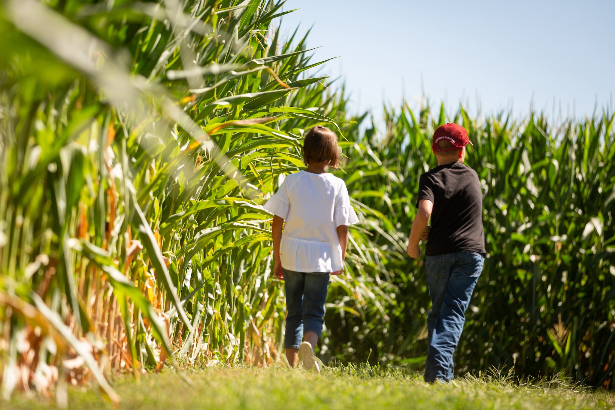 Roots Magazine June 2023 | Iowa Corn