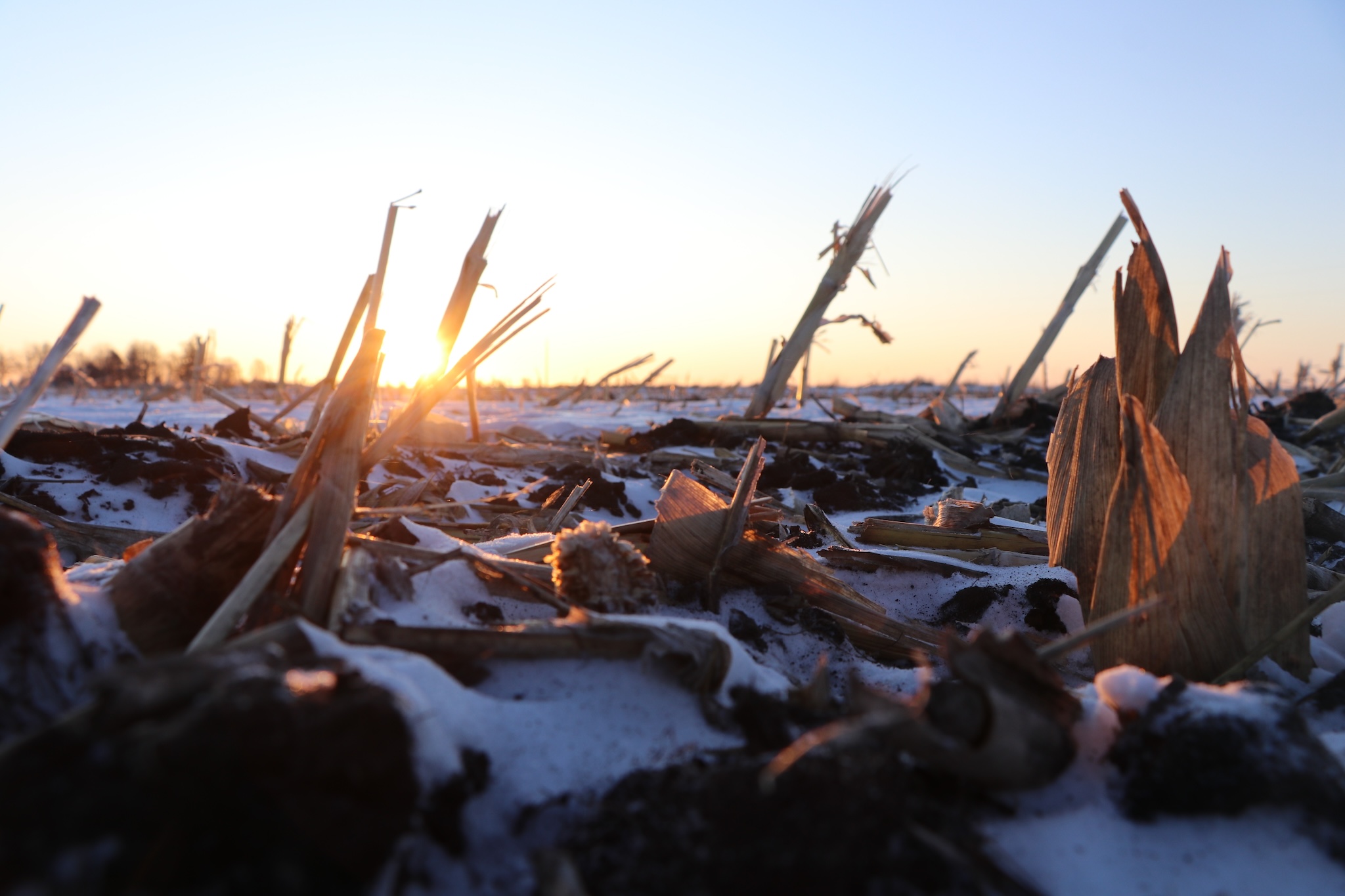 Iowa Corn Roots Magazine January 2024