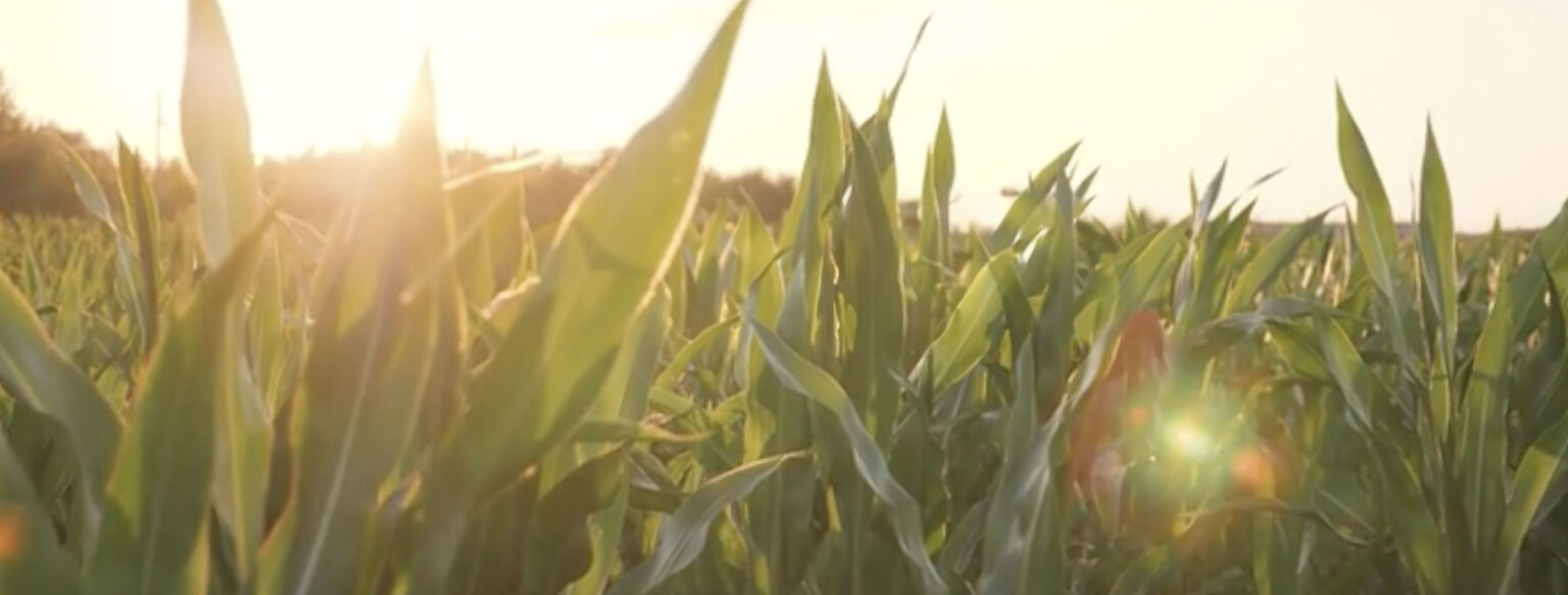 Iowa Corn: For Farmers and Consumers