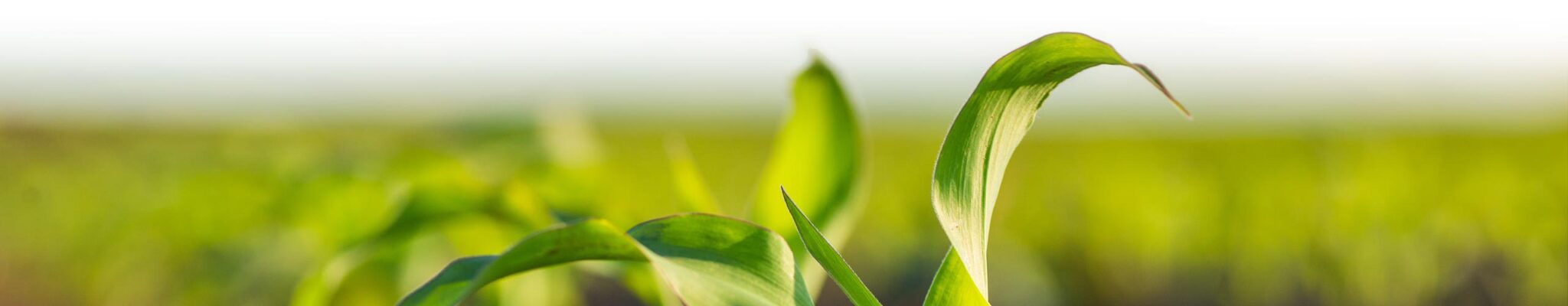 Products Made from Corn | Iowa Corn Growers Association