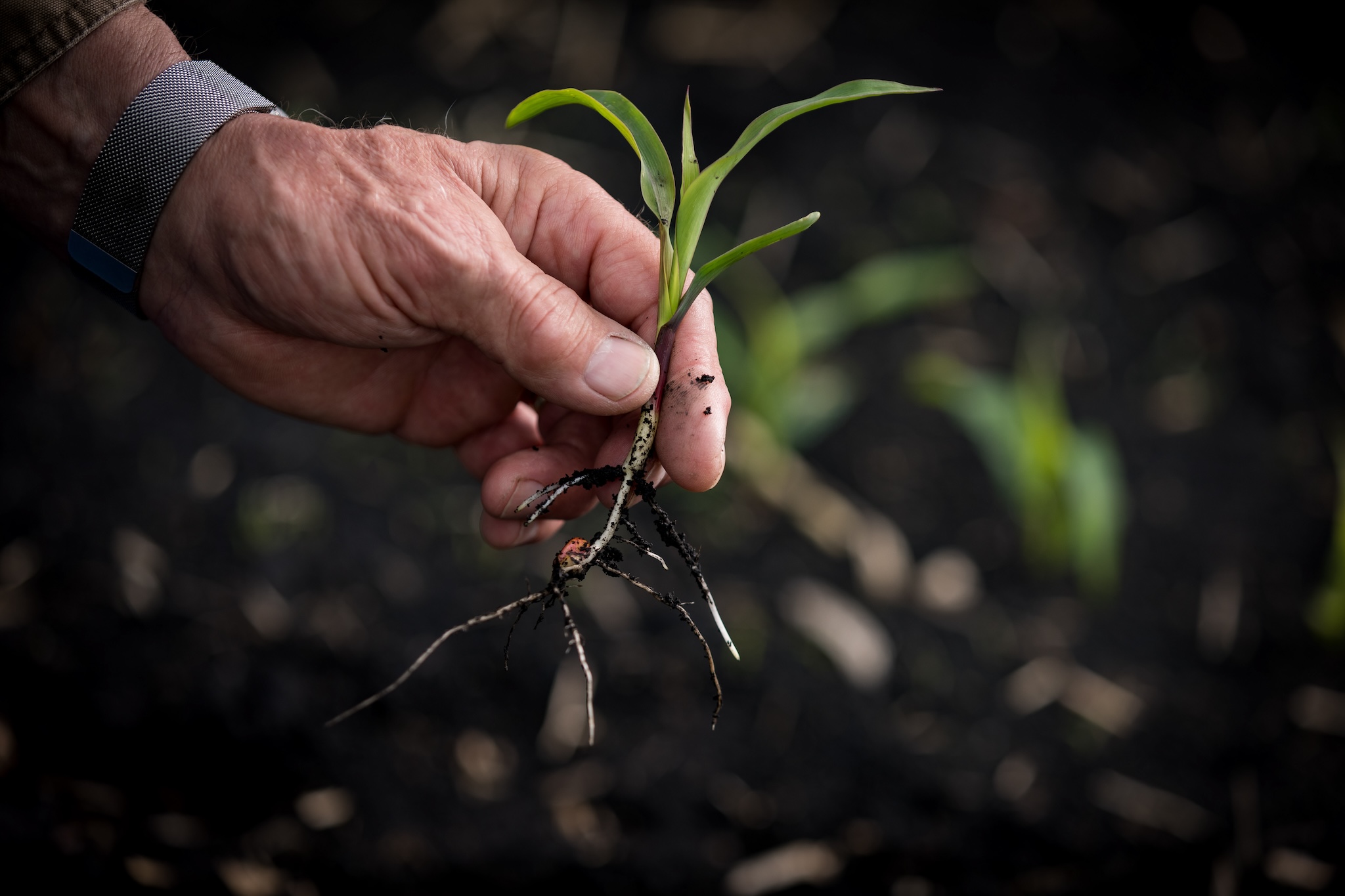 Iowa Corn Roots Magazine March 2024: ICPB Special Edition