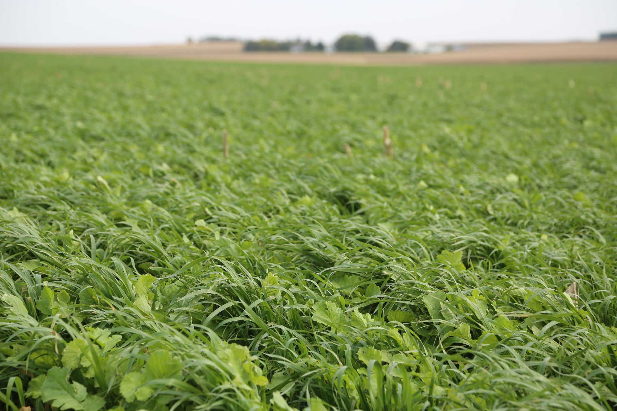 Corn Farming in Iowa | Iowa Corn Growers Association