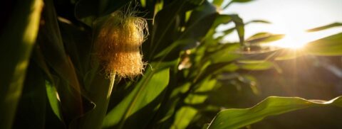 What Is Made of Corn? | Iowa Corn Growers Association